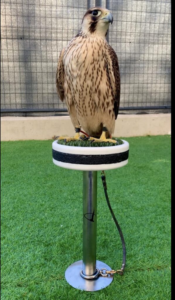 Banco para Rapaces - Falconry Planet