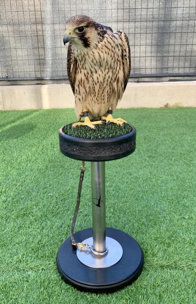 Banco para Rapaces - Falconry Planet